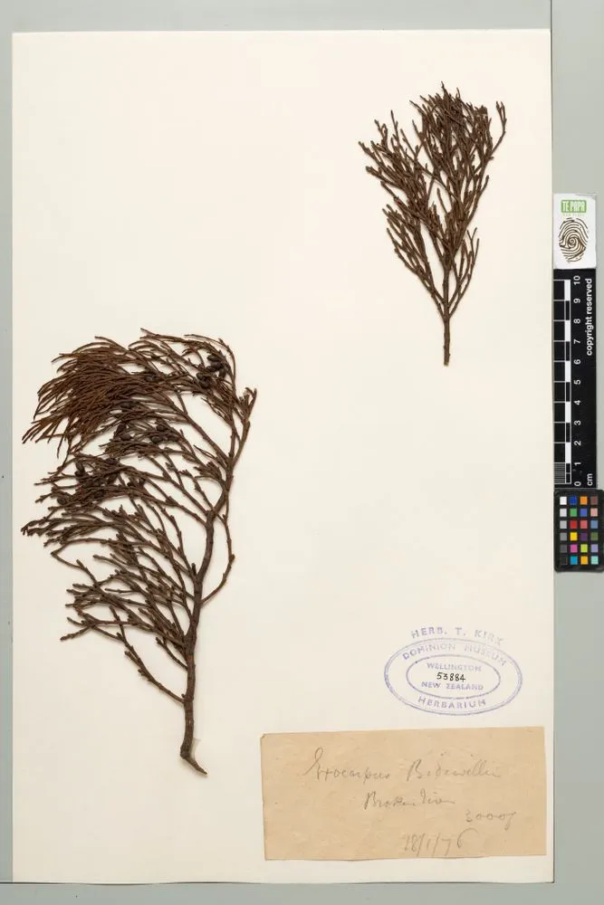 Exocarpos bidwillii Hook.f. | Record | DigitalNZ