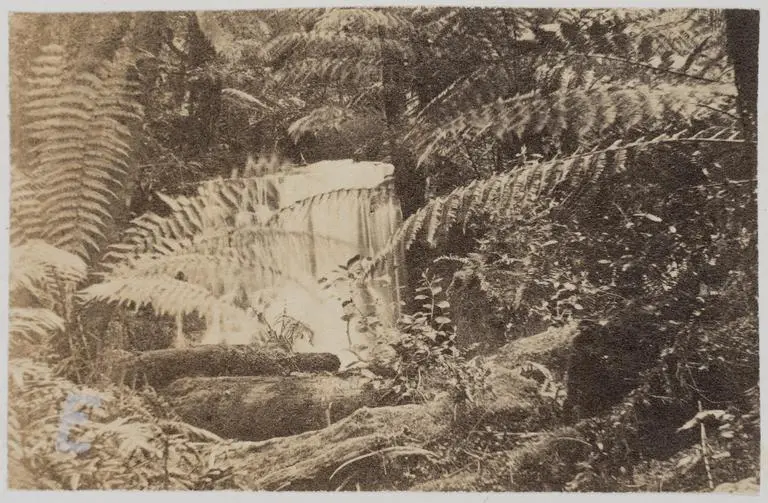 Photograph - Photograph of a waterfall & fern gully. | Record | DigitalNZ
