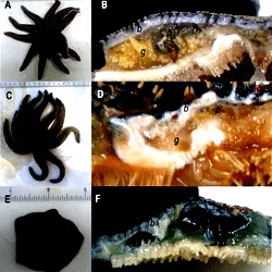 Sampled specimens of Stichaster australis (A-B), Coscinasterias ...