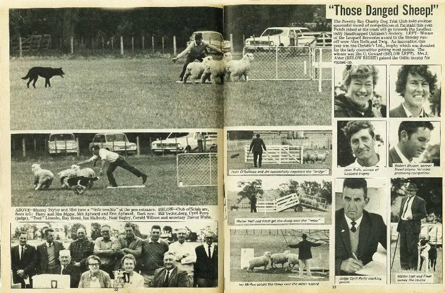 "Those Danged Sheep!" | Record | DigitalNZ