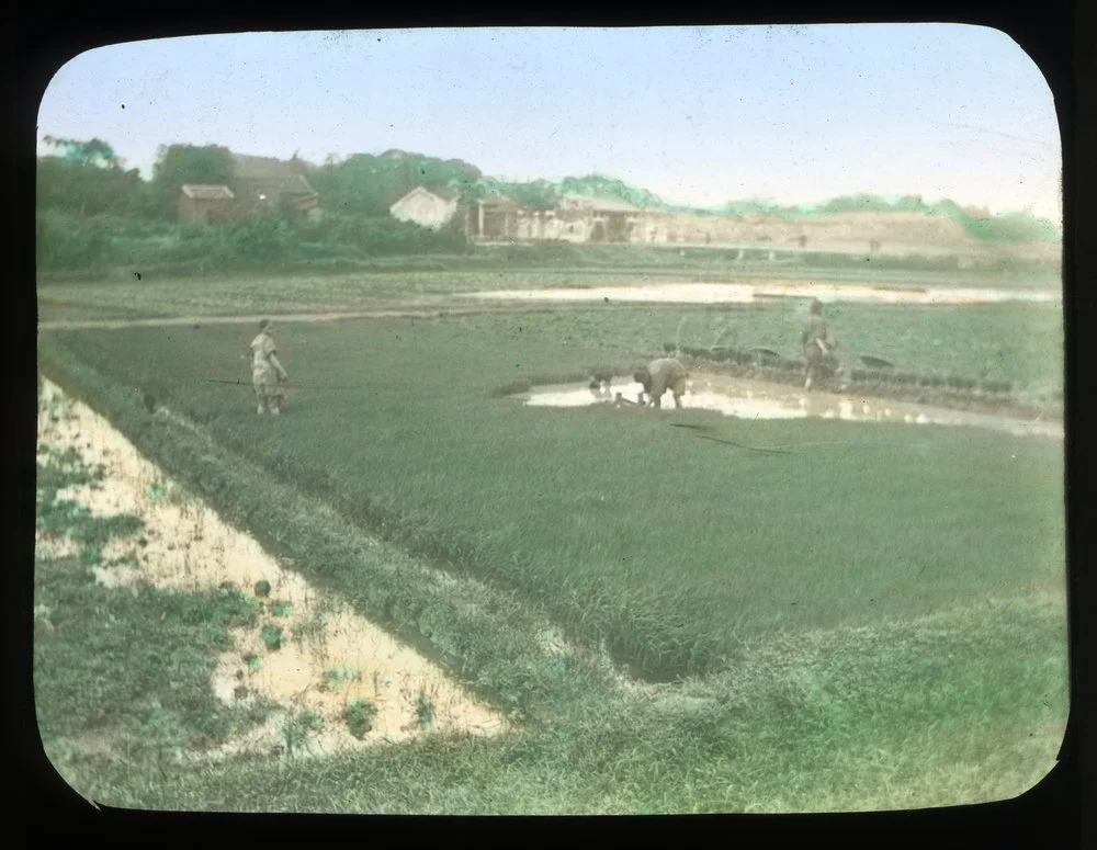 Young Rice Growing | Record | DigitalNZ