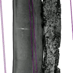μ-CT image of the defect 12 weeks after surgery showing CPC implant ...