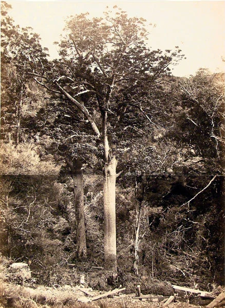 Kauri tree, Coromandel, N.Zd. | Record | DigitalNZ