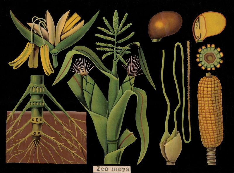 Zea mays | Record | DigitalNZ