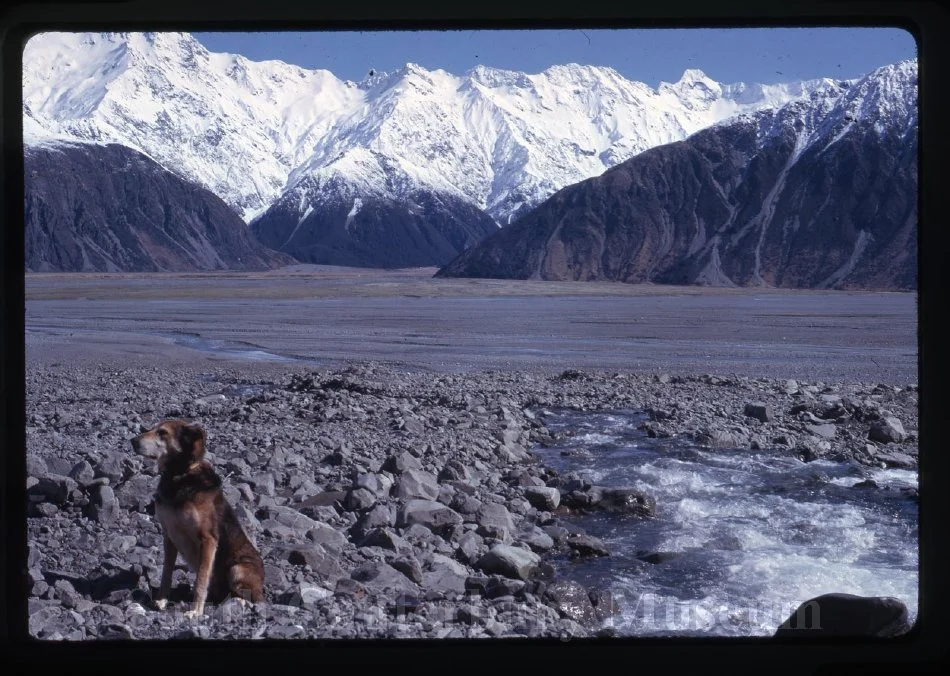 Dog, Mount Cook Station | Record | DigitalNZ