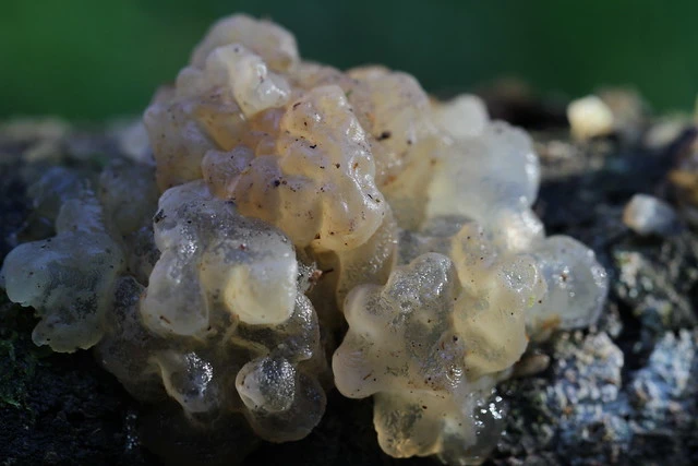 Jelly fungus, Exidia nucleata, on a broken branch, Hatepe, Taupo ...
