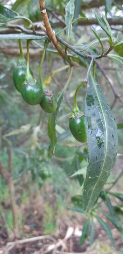 kangaroo-apple | Record | DigitalNZ