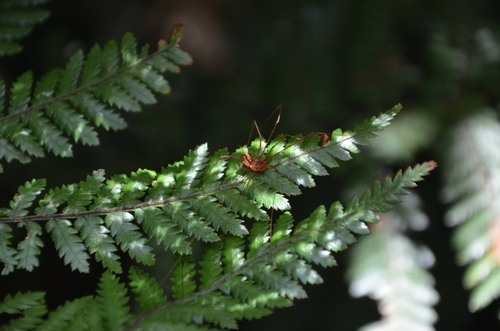 Pakaka grimmetti | Record | DigitalNZ