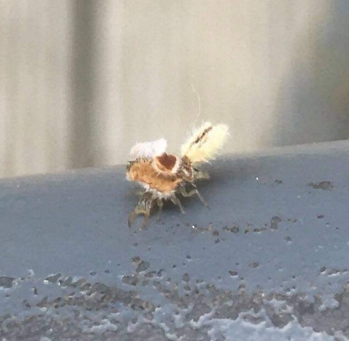 Mallada basalis | Record | DigitalNZ