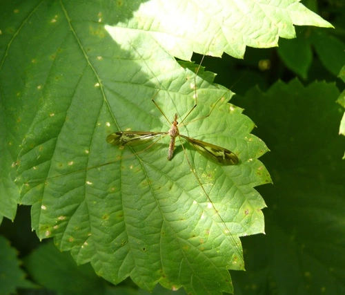 Leptotarsus huttoni | Record | DigitalNZ