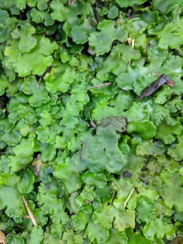 liverworts | Record | DigitalNZ