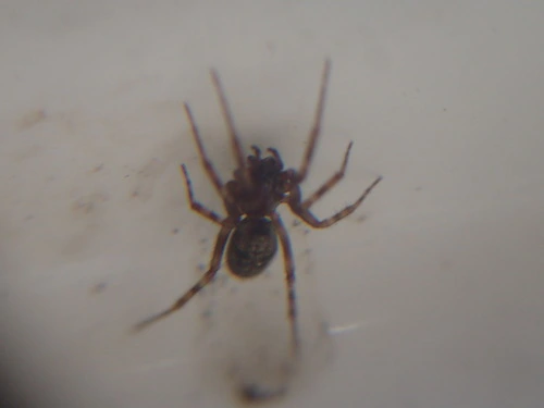 True Spiders | Record | DigitalNZ