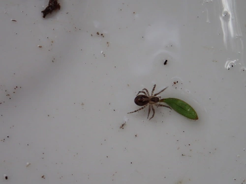 True Spiders | Record | DigitalNZ