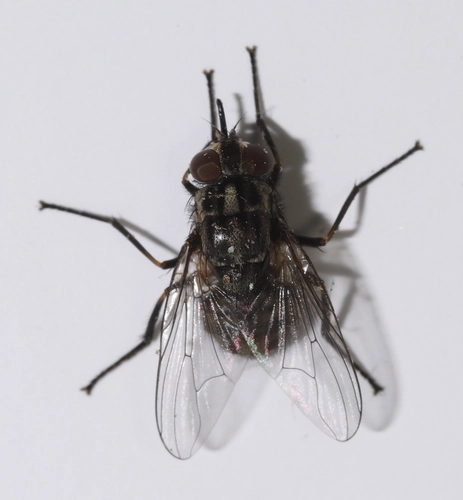 Stable Fly | Record | DigitalNZ