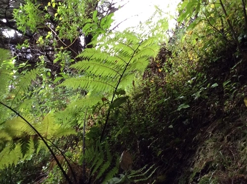 Leaf | Record | DigitalNZ