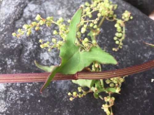 Climbing dock | Record | DigitalNZ