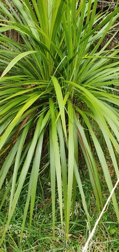 New Zealand cabbage tree | Record | DigitalNZ