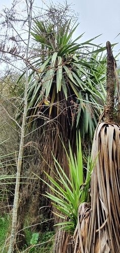 New Zealand cabbage tree | Record | DigitalNZ