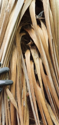 Spiders | Record | DigitalNZ