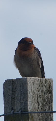 Eastern Welcome Swallow | Record | DigitalNZ