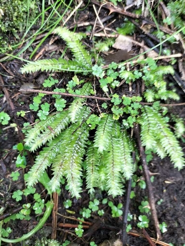 quill moss | Record | DigitalNZ