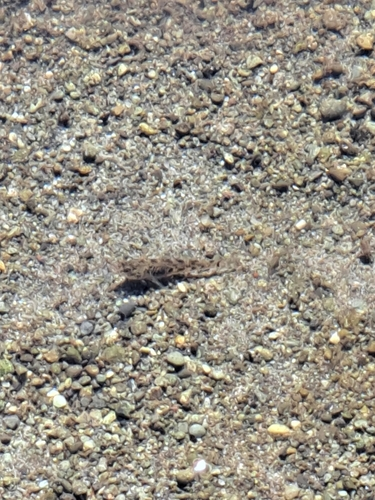 Common Bully | Record | DigitalNZ