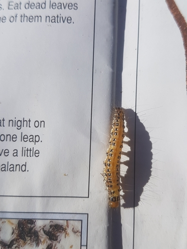 Kowhai moth | Record | DigitalNZ