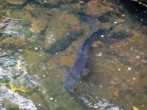 New Zealand Longfin Eel | Record | DigitalNZ