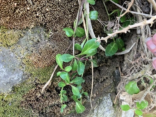 angled lobelia | Record | DigitalNZ