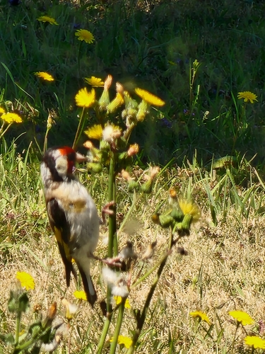 British Goldfinch | Record | DigitalNZ