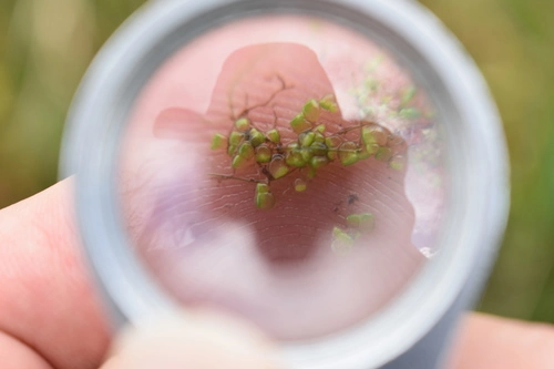 Wolffia australiana | Record | DigitalNZ