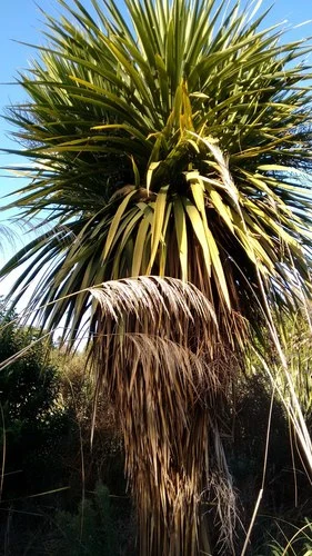 New Zealand Cabbage Tree | Record | DigitalNZ