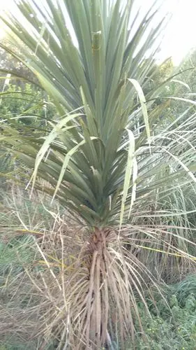 New Zealand Cabbage Tree | Record | DigitalNZ