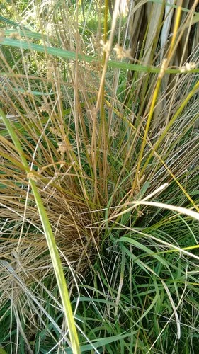 Jointed Rush | Record | DigitalNZ