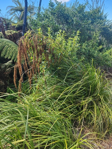 Giant cutty grass | Record | DigitalNZ