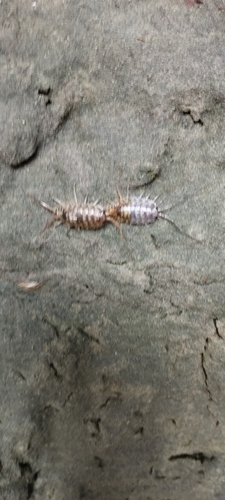 New Zealand Sea Slater | Record | DigitalNZ