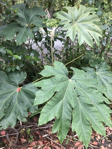 Rice paper plant | Record | DigitalNZ