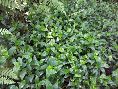 small-leaf spiderwort | Record | DigitalNZ