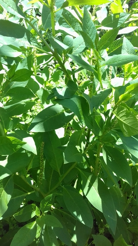 Inkweed | Record | DigitalNZ