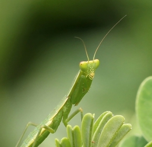 New Zealand Mantis | Record | DigitalNZ