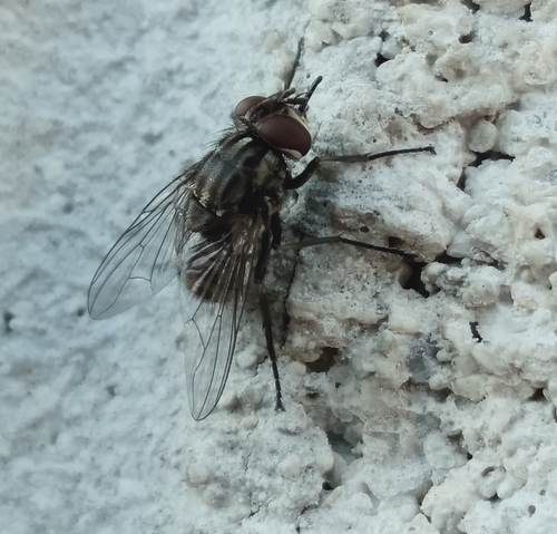 Stable Fly | Record | DigitalNZ