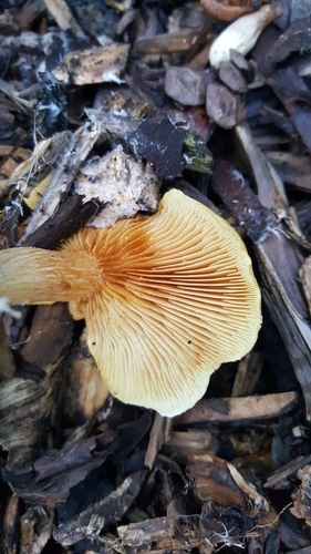 Mulch Fieldcap | Record | DigitalNZ