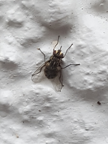 Stable Fly | Record | DigitalNZ