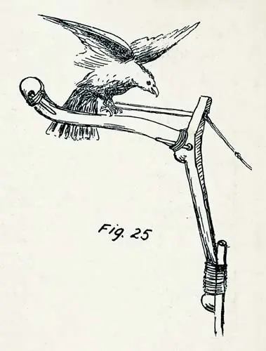 Snared bird | Record | DigitalNZ