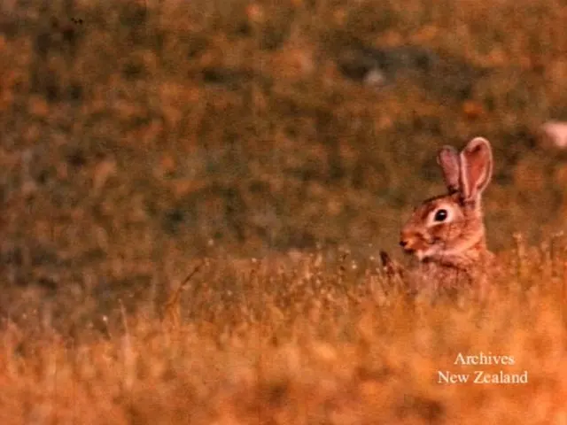 Rabbits under control, 1960 | Record | DigitalNZ
