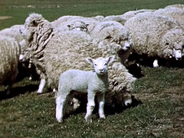 Canterbury lamb | Record | DigitalNZ