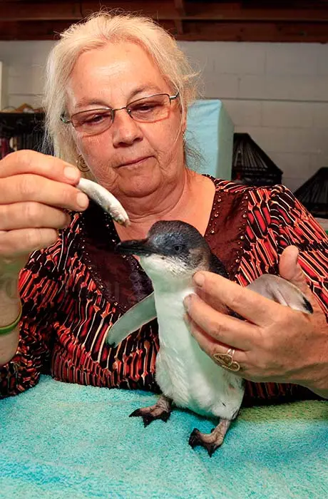 Bird rescue | Record | DigitalNZ