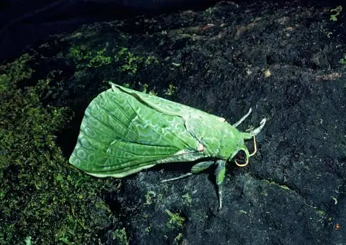 Male pūriri moth | Record | DigitalNZ