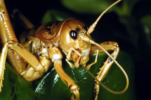 Wētā punga (giant wētā) | Record | DigitalNZ