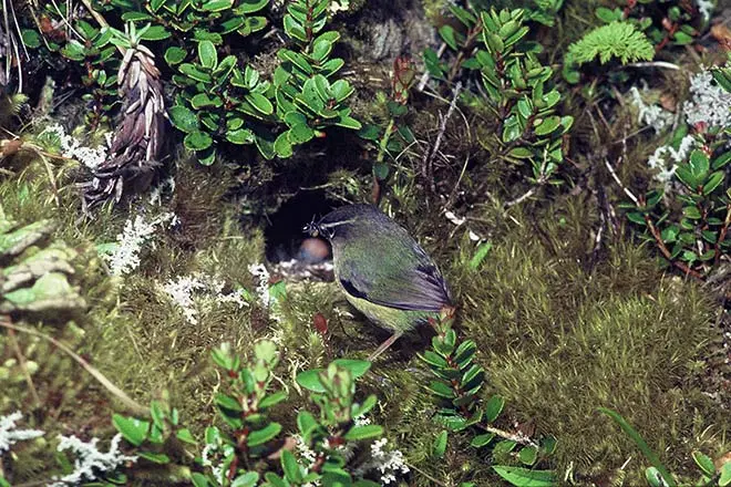 Rock wren at nest entrance | Record | DigitalNZ